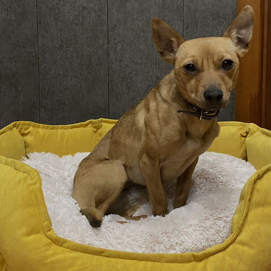 Взрослая собака в добрые руки