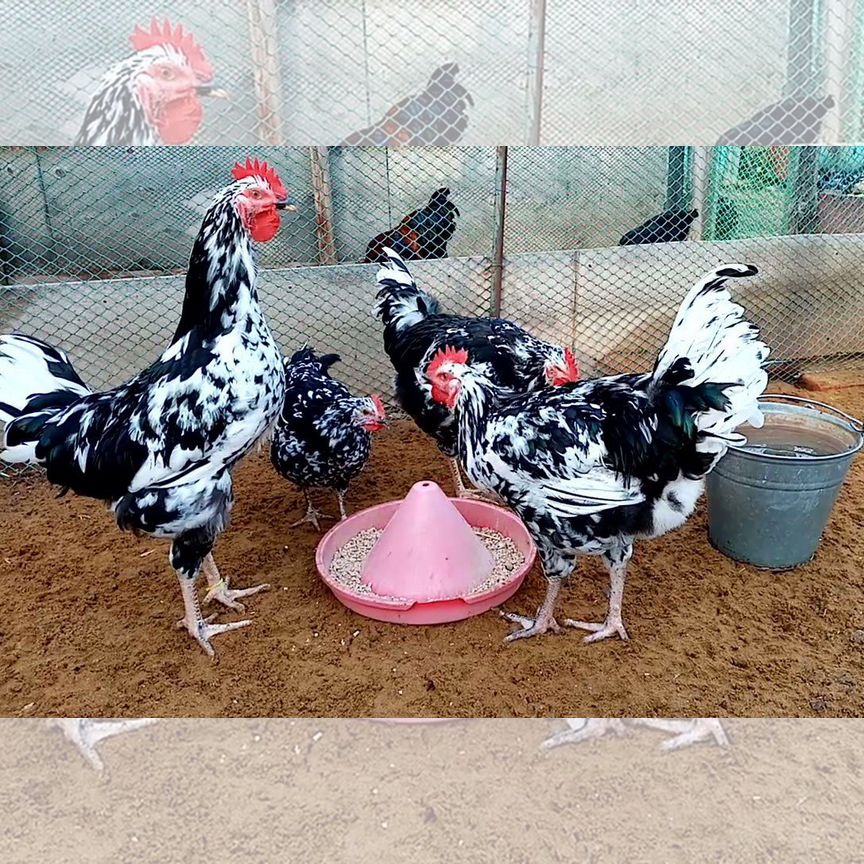 Петушки ситцевая