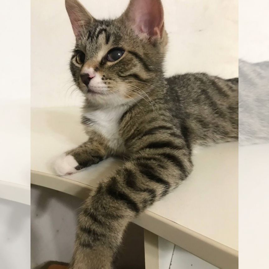 Котёнок в добрые руки