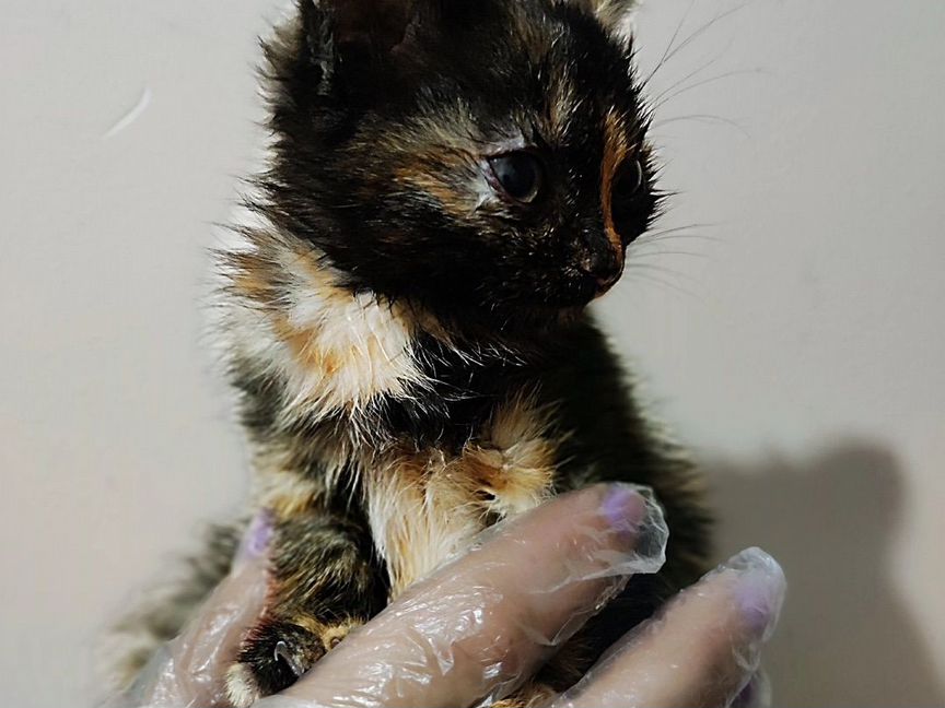 Котенок в добрые руки