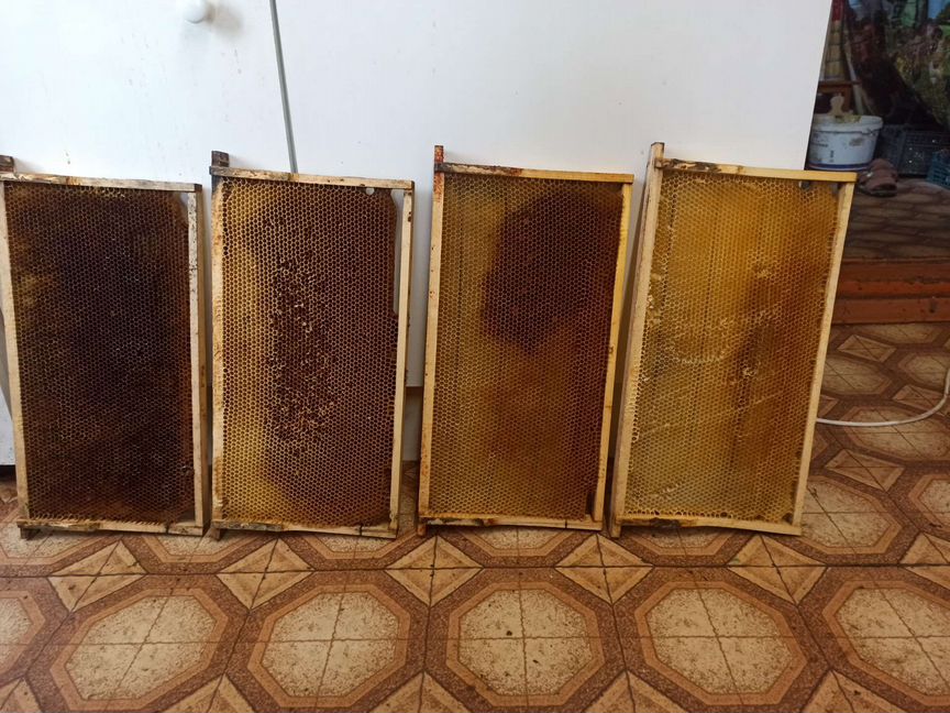 Сушь Рут Соторамки