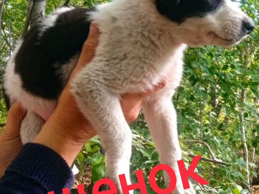 Щенок мальчик (улыбака) около 2 месяца