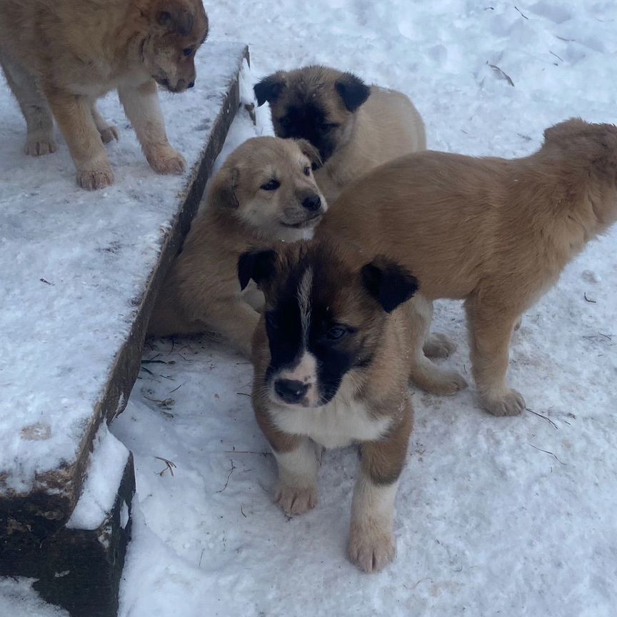 Бездомные щенки замерзают на холоде
