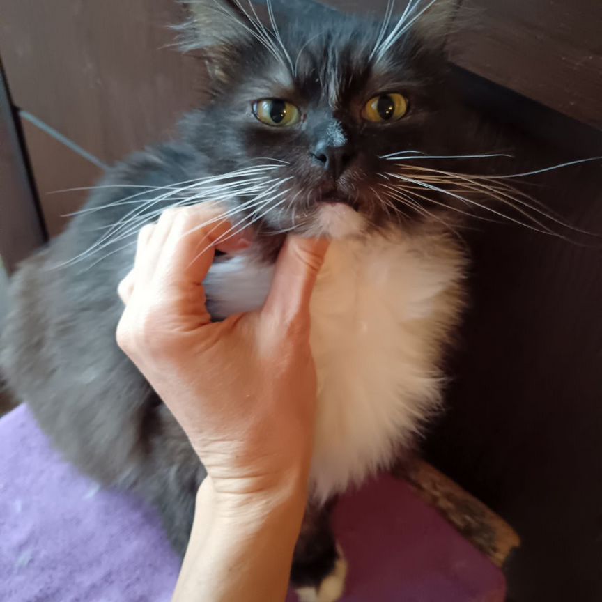 Кот Шмондель в добрые руки