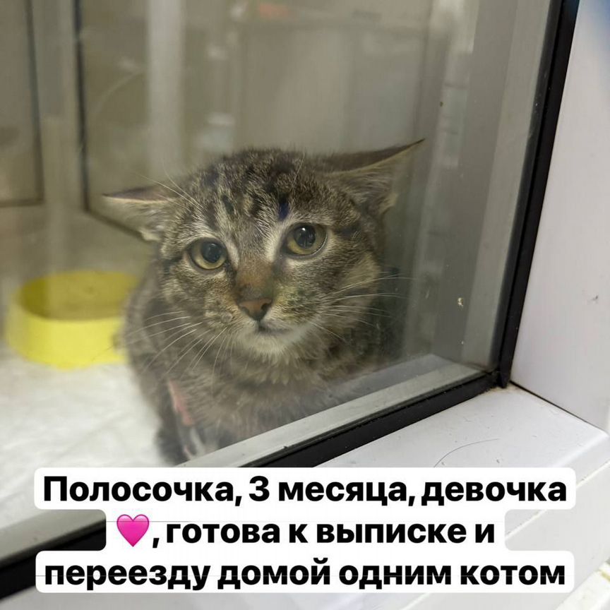 Котёнок в добрые руки