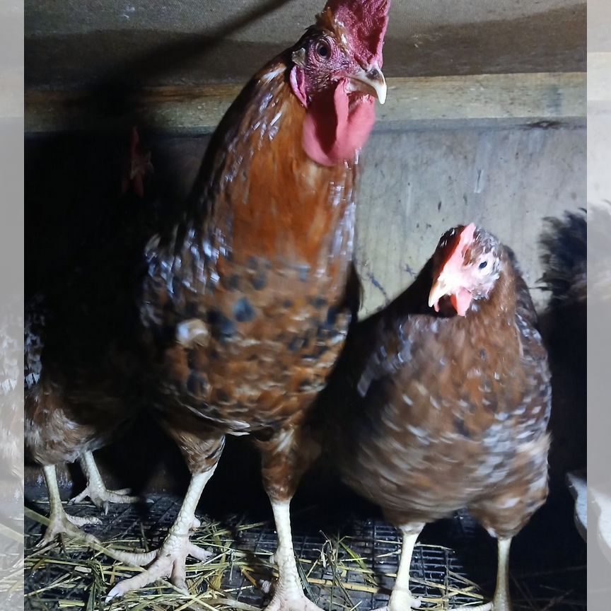 Загорская ситцевая. Яйцо и цыплята