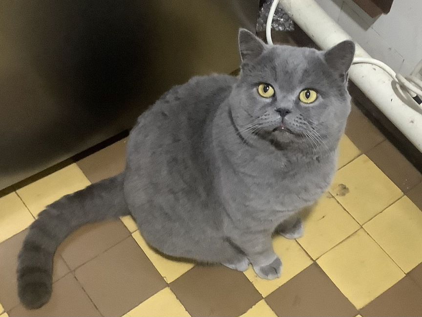 Кот британец Феня