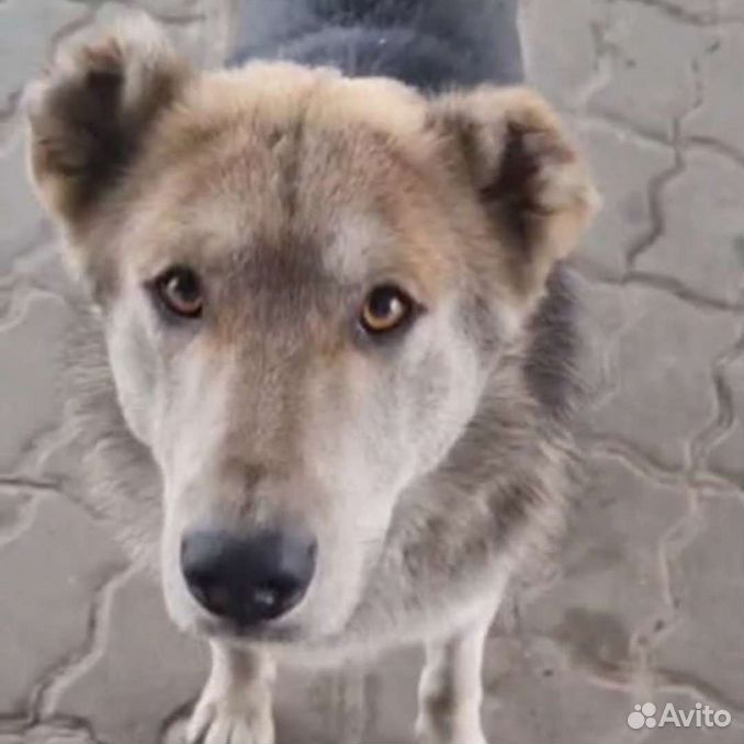 Собака мишка