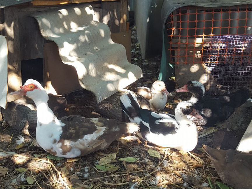 Мускусные утки индоутки индоутята