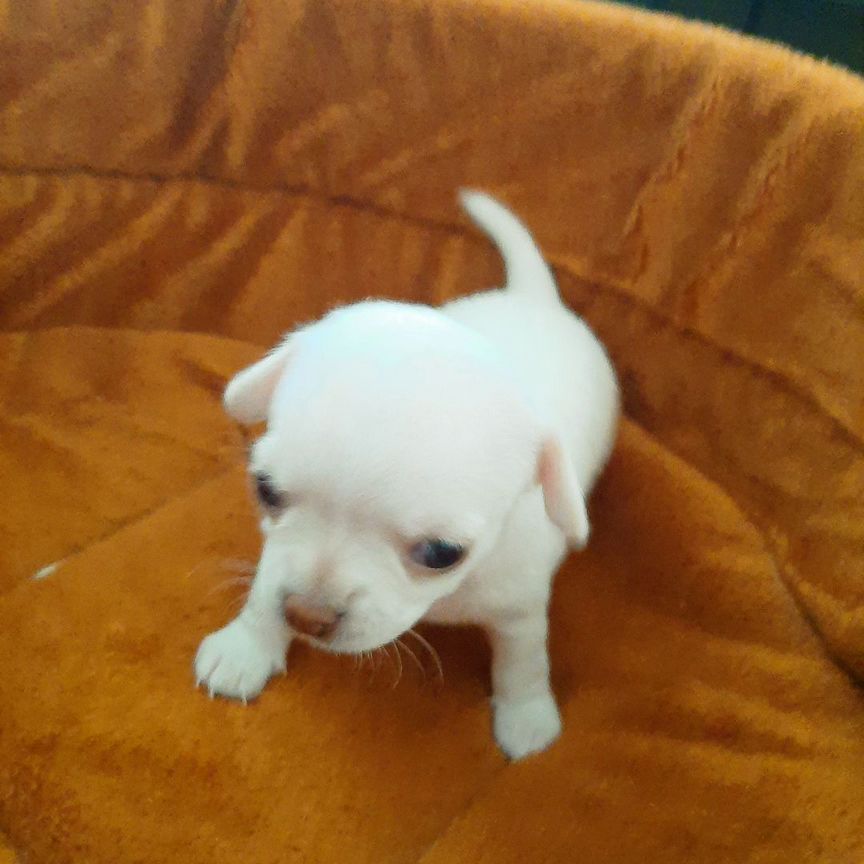 Щенки чихуахуа мини