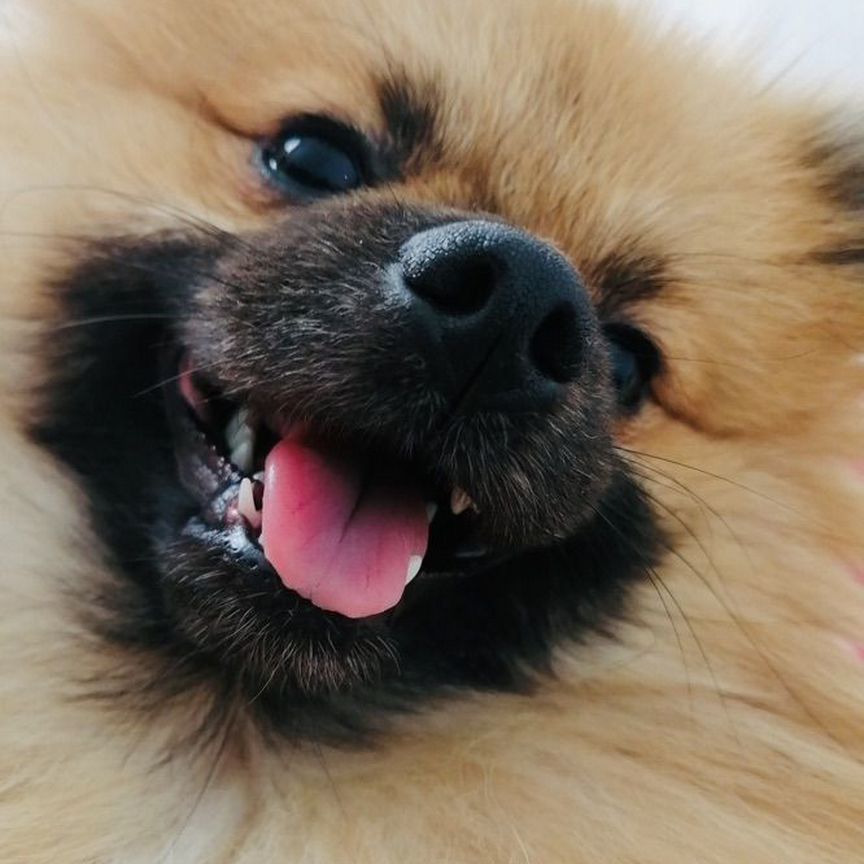 Случка кабель шпиц