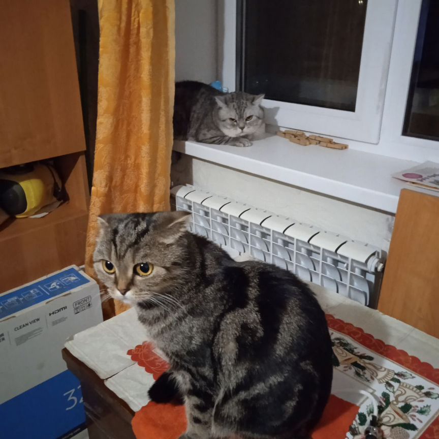 Шотландские котята
