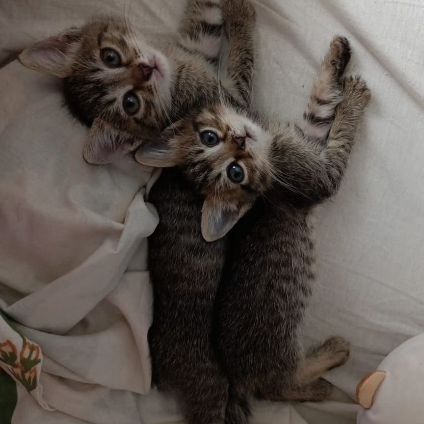Маленькие кошечки хотят домой