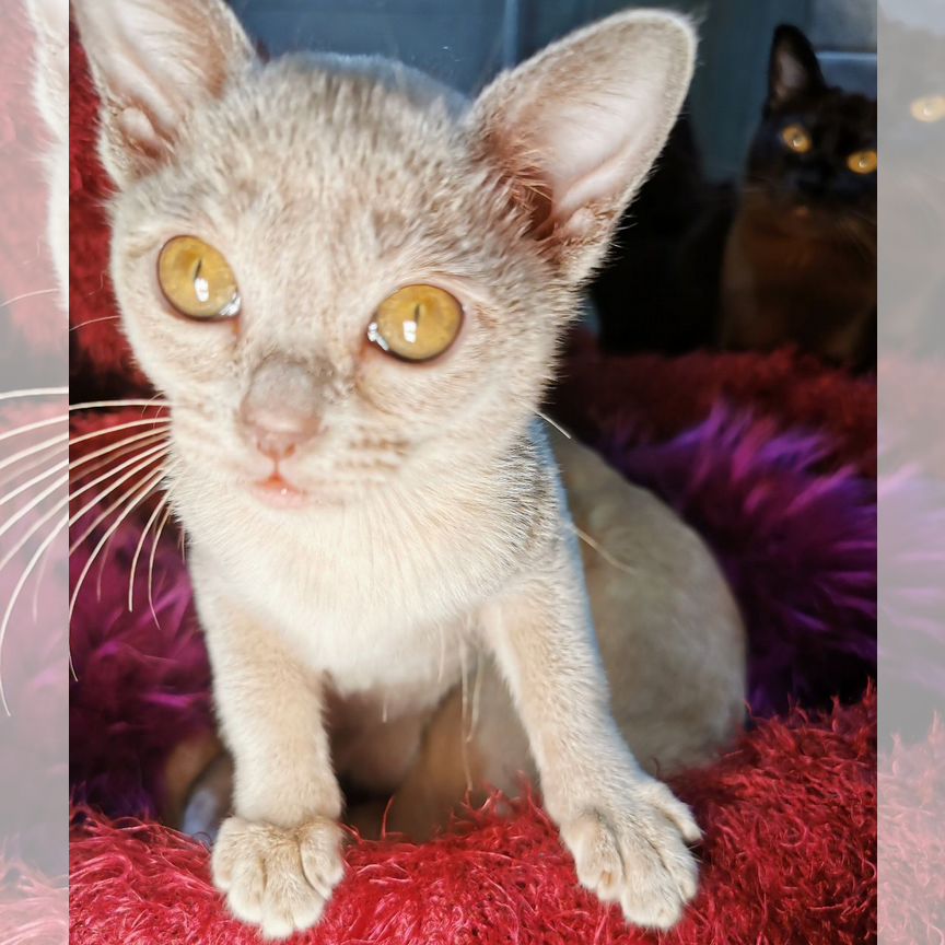 Котёнок от частного владельца