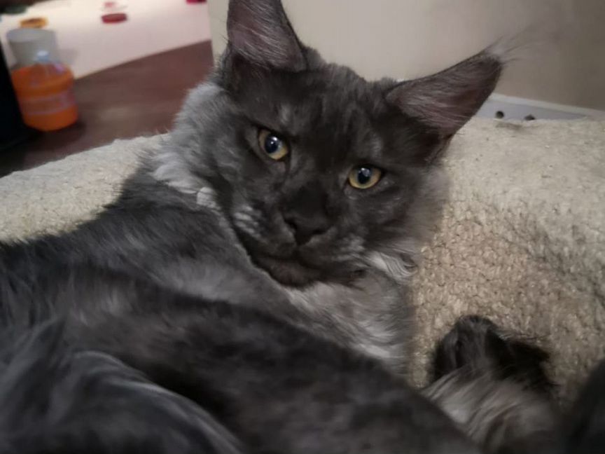 Котёнок мейн-кун девочка 5 мес