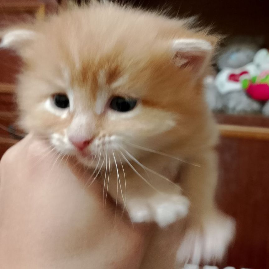 Отдам котят в добрые и нежные руки