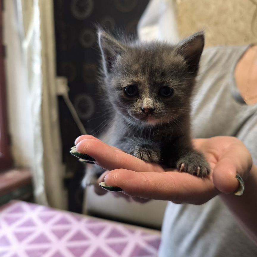 Котёнок в добрые руки