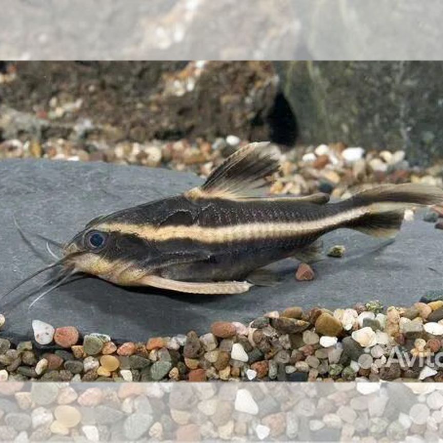 Полосатый платидорас