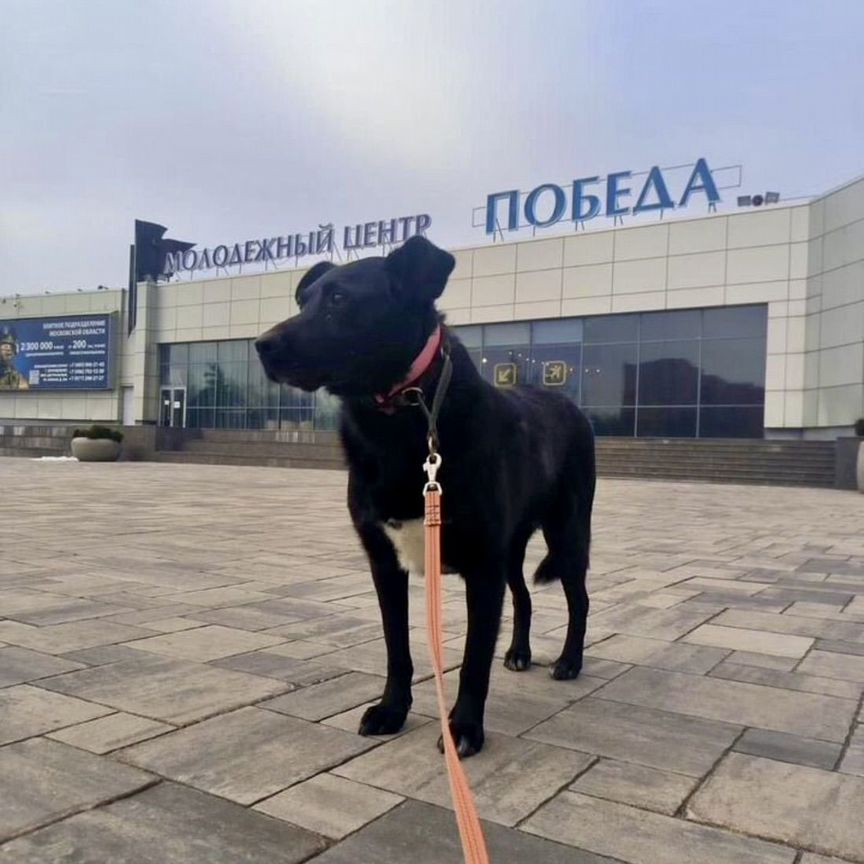 Собака в добрые руки девочка