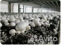 Готовые компостные грядки шампиньонов купить в Кемерово | Товары для ...
