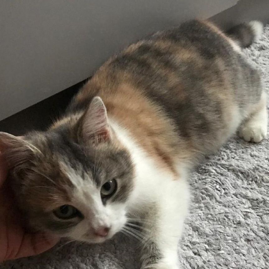 Котенок девочка в добрые руки