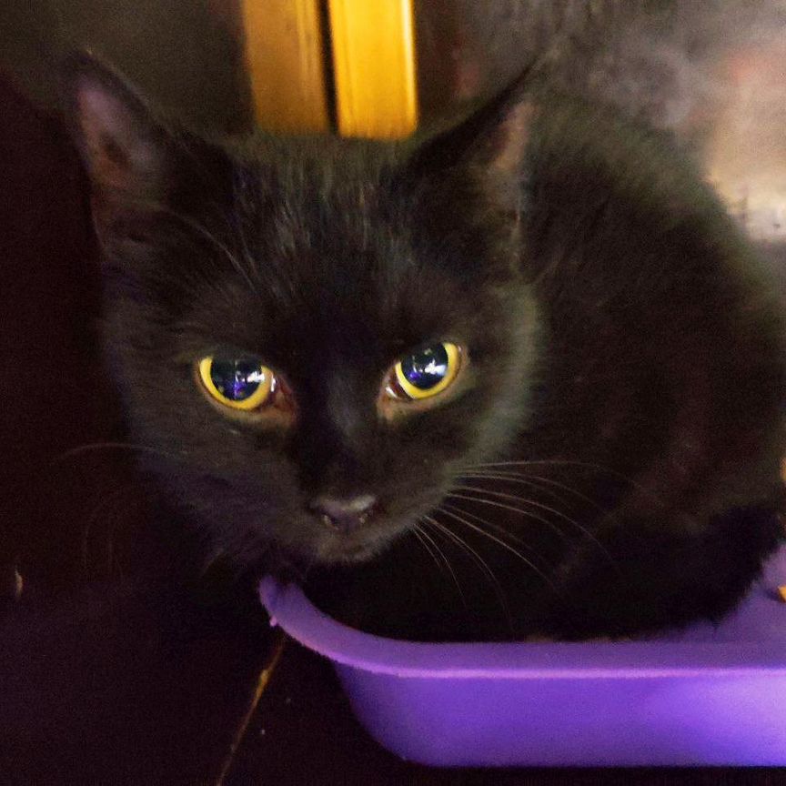 Кошечка в добрые руки