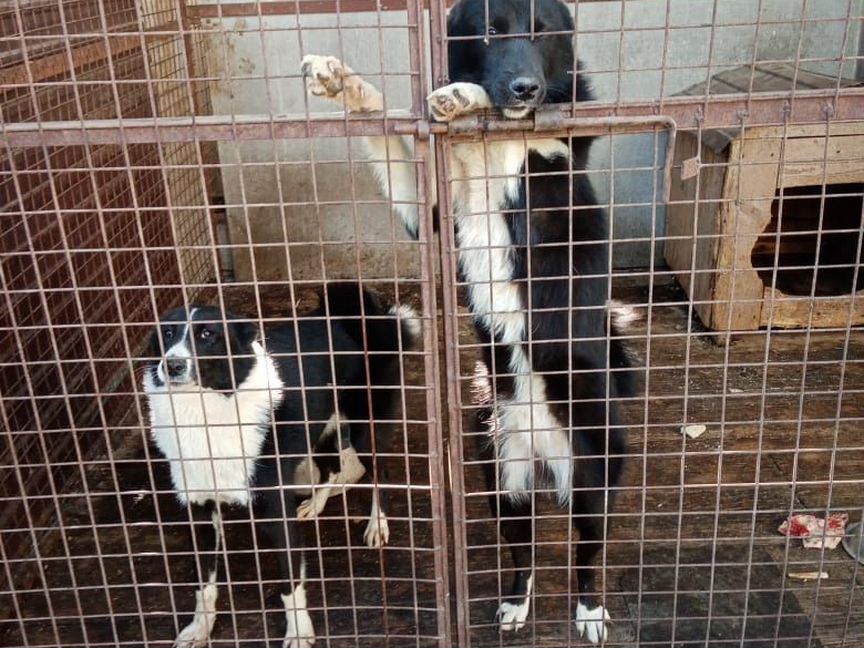 Русско-европейские лайки