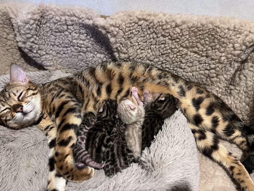 Бенгальские котята