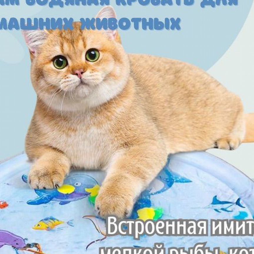 Сухой бассейн для кошки