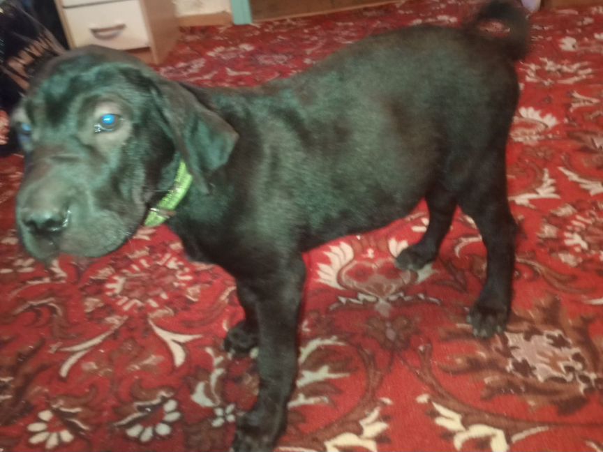 Продам Шарпея