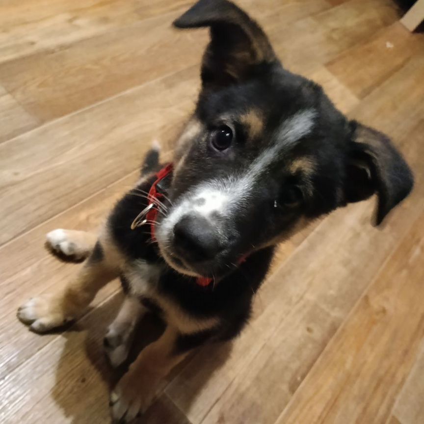 Щенок в добрые руки