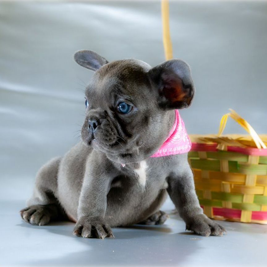 Французский бульдог мини