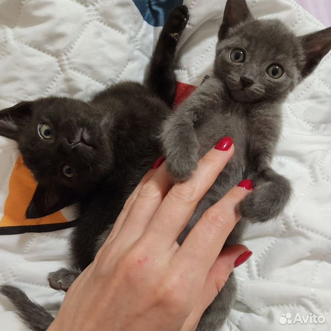 Котята ищут надёжных хозяев