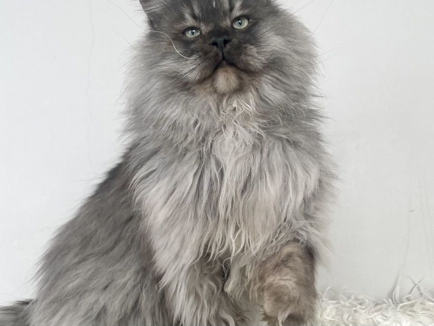 Молодой котик мейн-кун