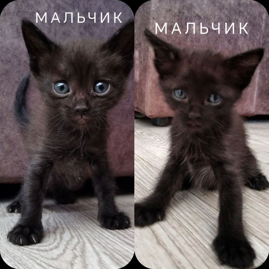 Отдам котят в добрые руки