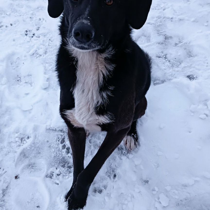 Собака в добрые руки