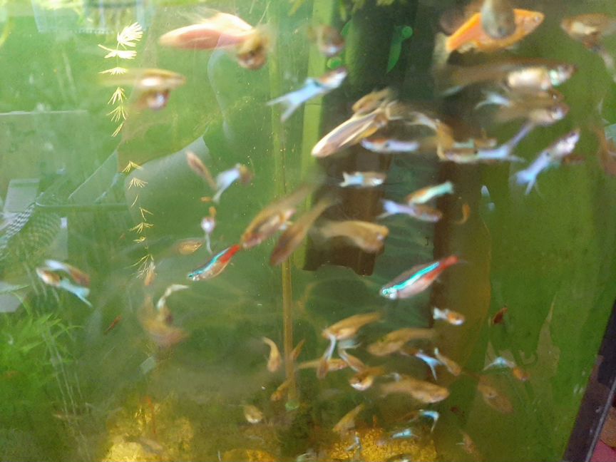 Гуппи японские