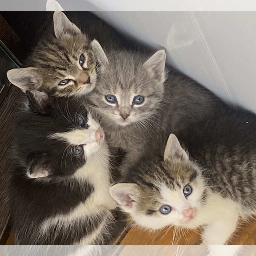 Котёнок в добрые руки