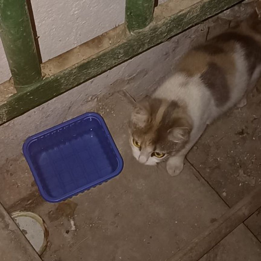 Трехцветная кошечка котенок