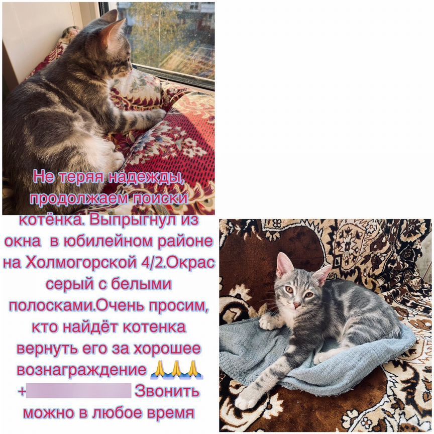 Потерялся котенок