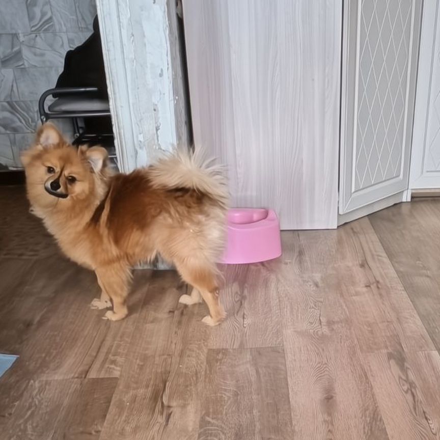 Померанский шпиц, щенок