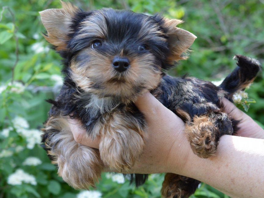 Йоркширский терьер щенки