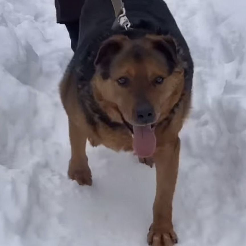 Ротвейлер, взрослый пёс