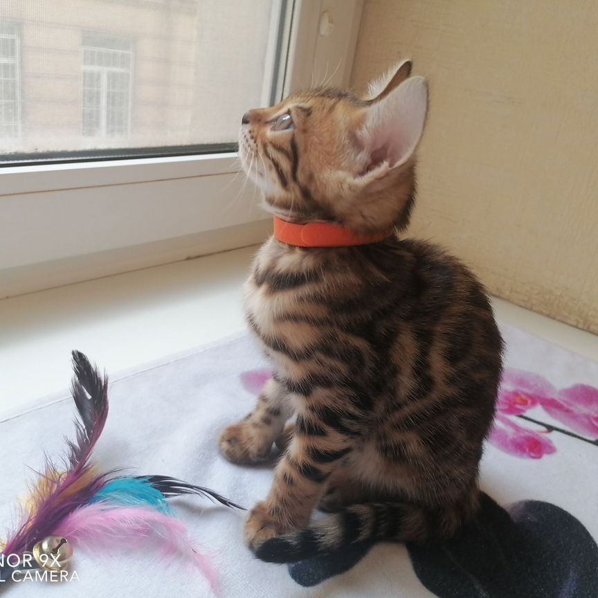 Бенгальская кошечка Гера 2 мес