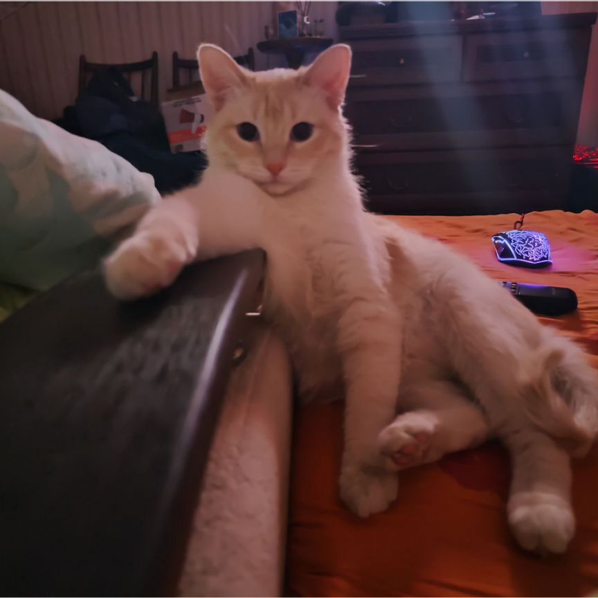 Кот Ташкент