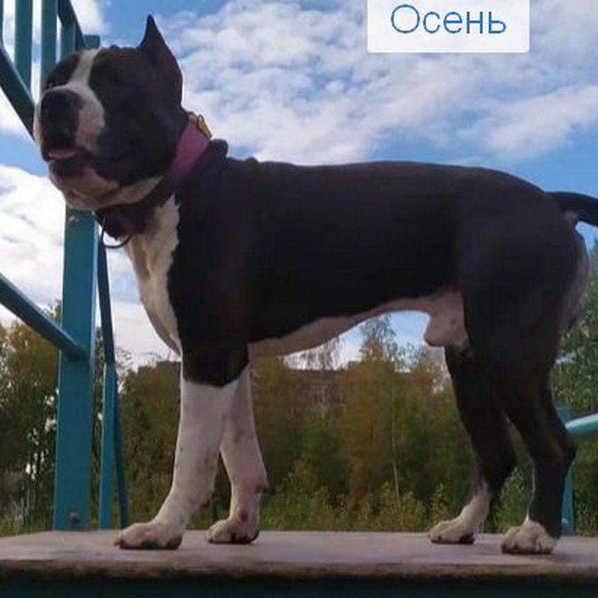 Стаффордширский терьер