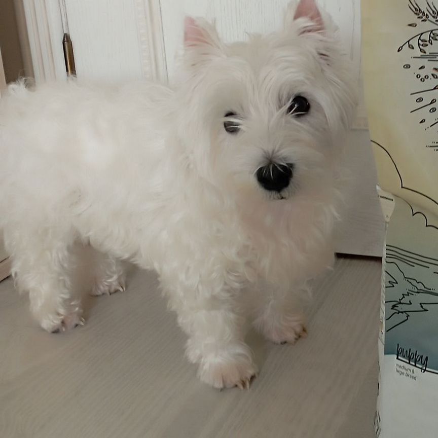 Корм для щенков с лососем и сельдью 7 кг