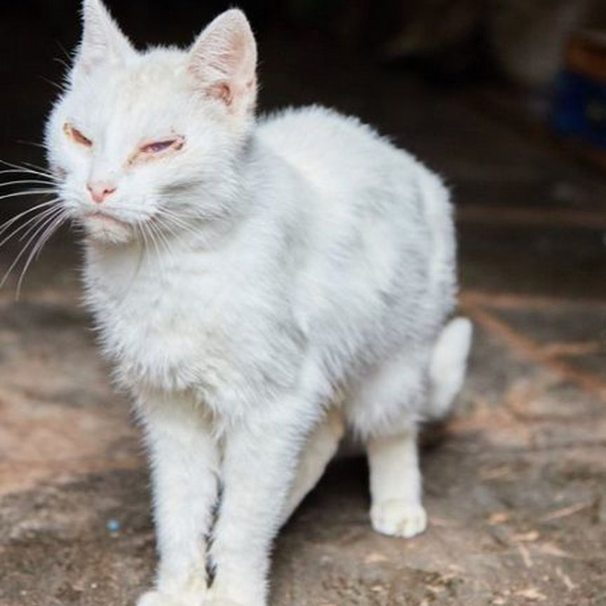 Белоснежная девочка кошка