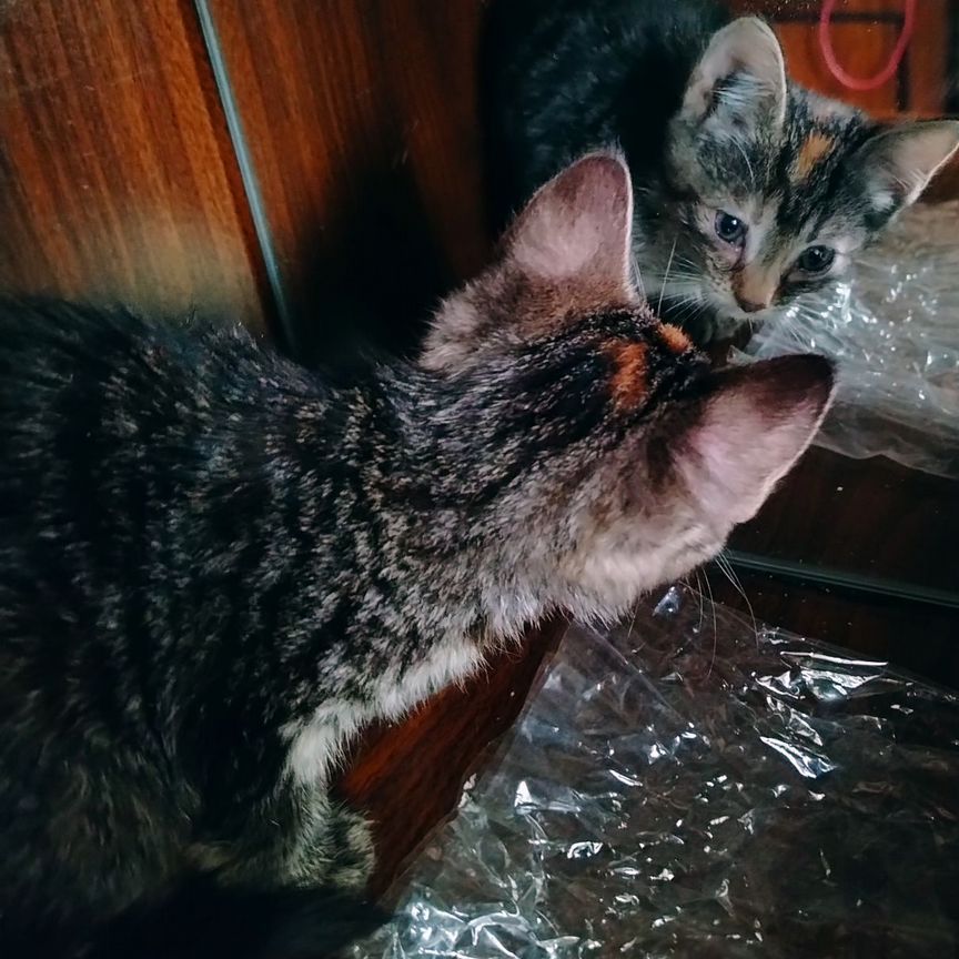 Котёнок в добрые руки