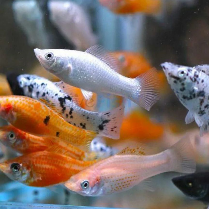 Моллинезия ассорти пёстрая